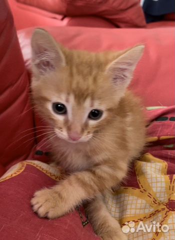 Рыжие солнышки