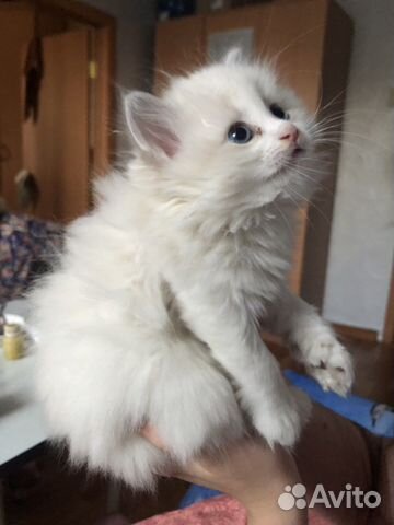 Отдам котёнка в добрые руки