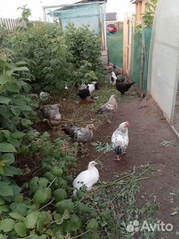 Петушки и курочки