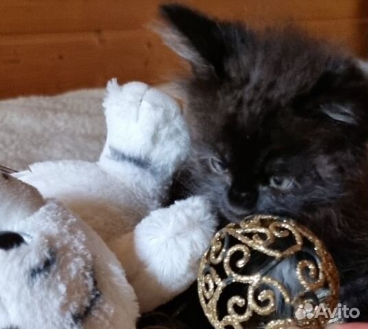 Котенок Грейс, девочка 1,5 месяца