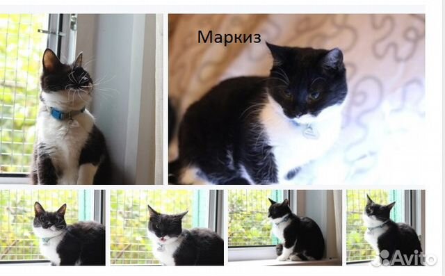 Толстик котенький шустрый игривый