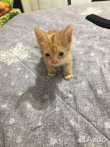 Котята породистые
