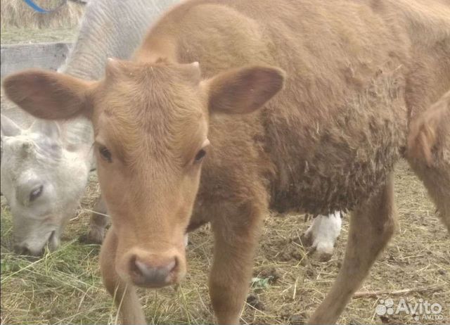 Тёлка 4 месяца