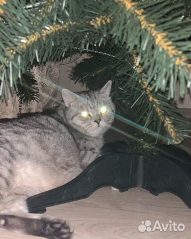 Шотланский кот в добрые руки