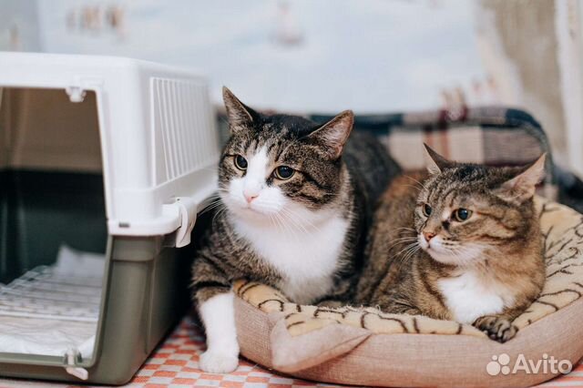 Сладкая парочка Василиса и Лейзик