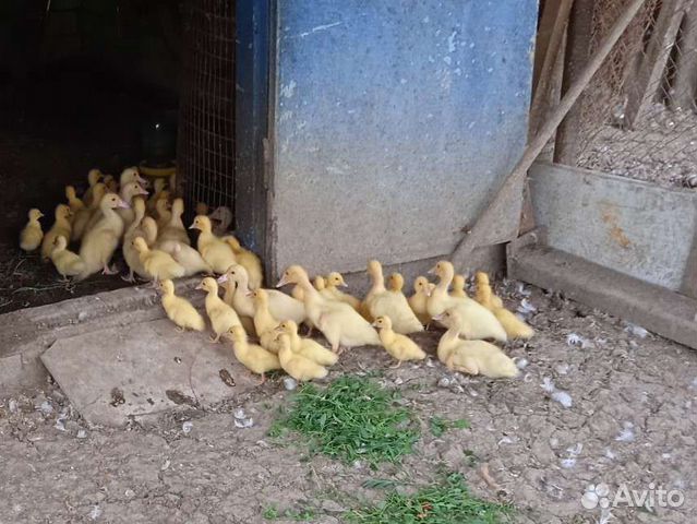 Утята мускусной утки