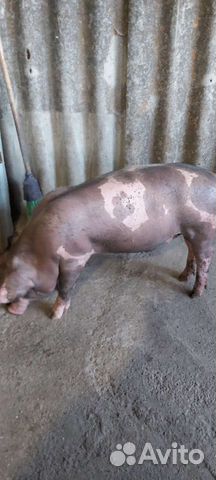 Продаётся хрячёк