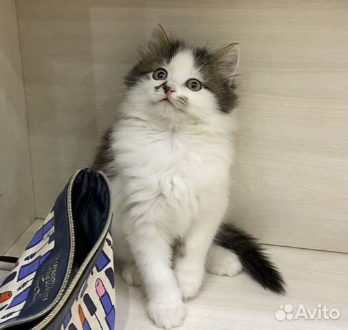 Сибирские котята ищут родителей