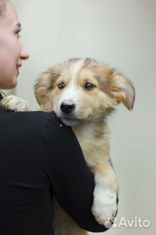 Щенок в добрые руки, 4 месяца - Ичи