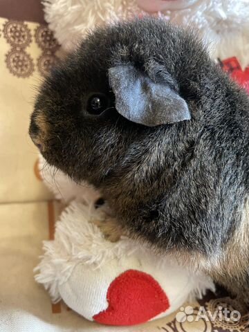 Американский тедди, самка