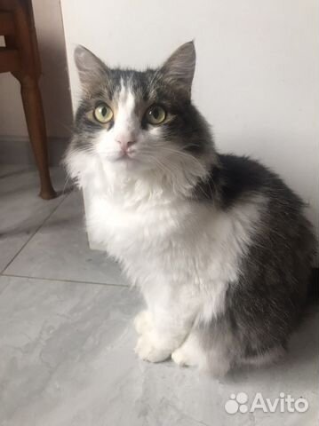 Кот 2-3 лет