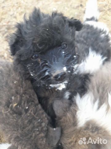 Щенки постушки