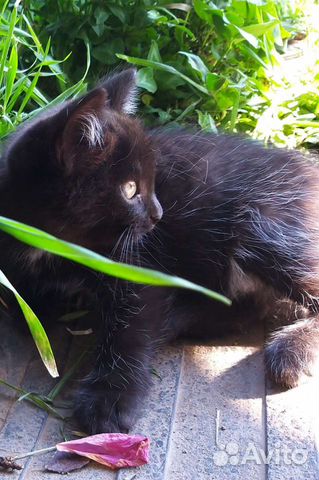 Ловчие Котята