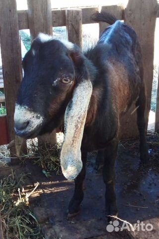 Козёл красавец