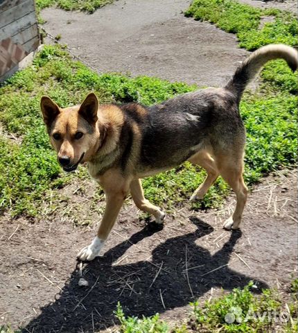 Бикси в добрые руки