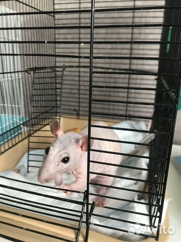 Крыса сфинкс дамбо