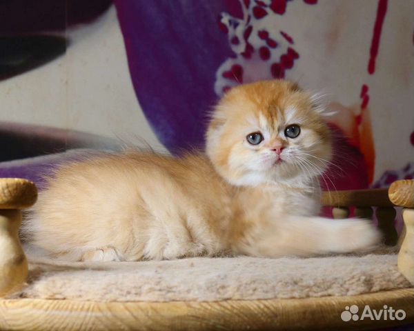 Шоколадная золотая шиншилла