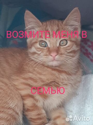 Котёнок златик, 2 мес., рыжего окраса