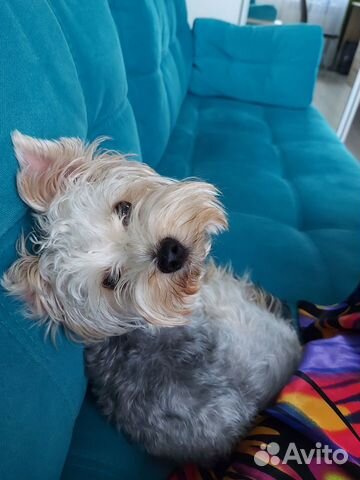 Продам йорка