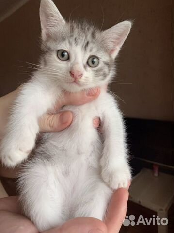 Котенок