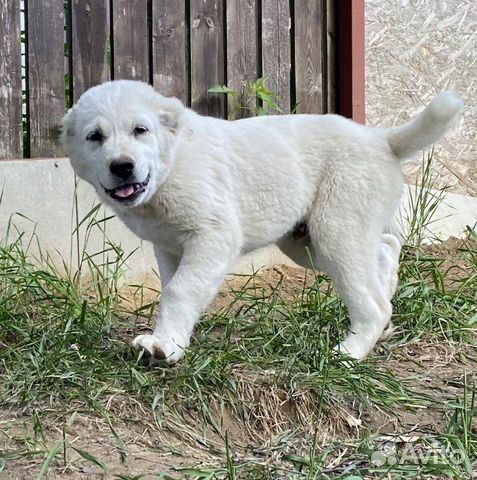 Чистокровные щенки Туркменского Алмбая