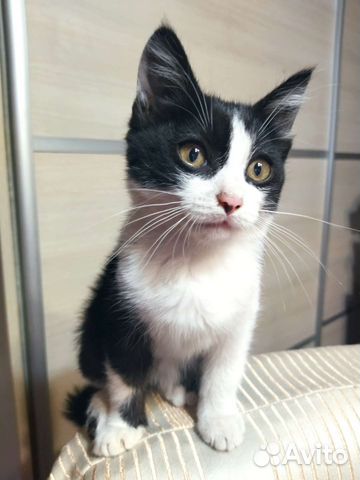 Котенок - котик 3 месяца