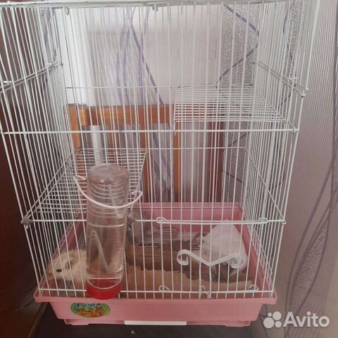 Песчанки