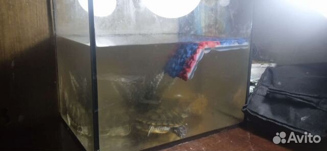 Продам 2 черепах с аквариумом