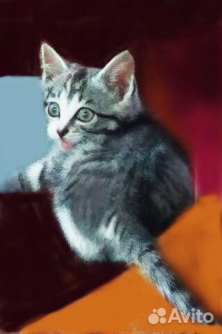 Котенок Мишка 4 мес