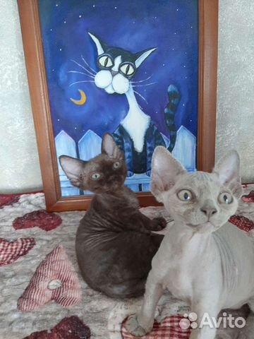Котята девон-рекс