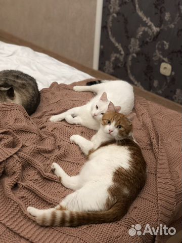 Пристраиваю двух котов в одну семью
