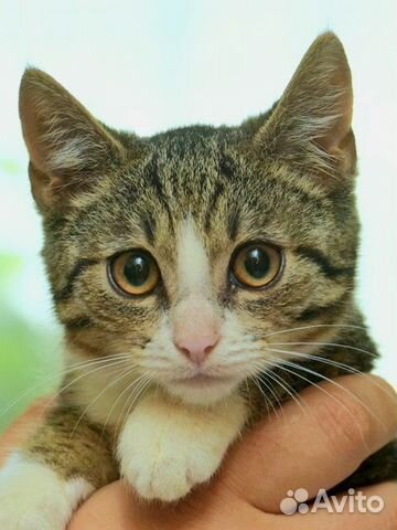 Котенок спасен, в поисках дома, девочка