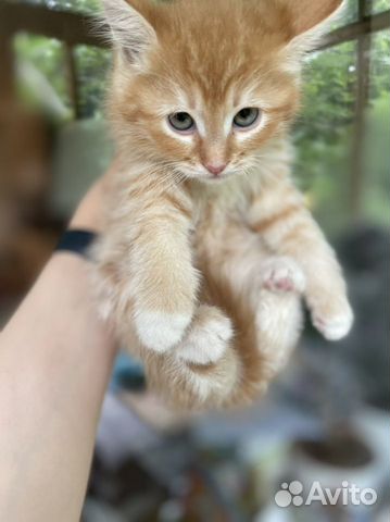 Котенок девочка 1,5 мес рыжая ищет дом
