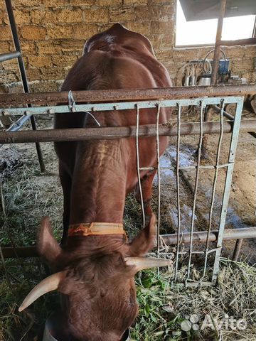 Продам телку