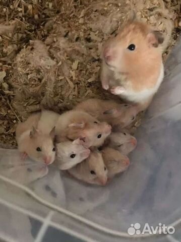 Сирийский хомяк малыш