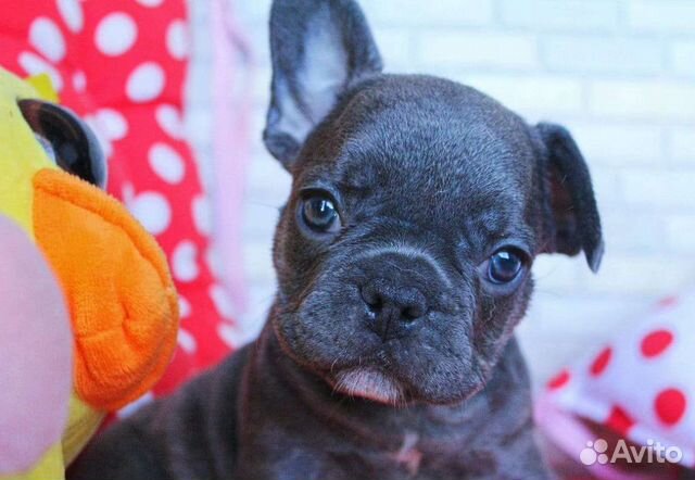 Две девочки красотки