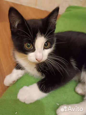 Котятки ищут свою семью