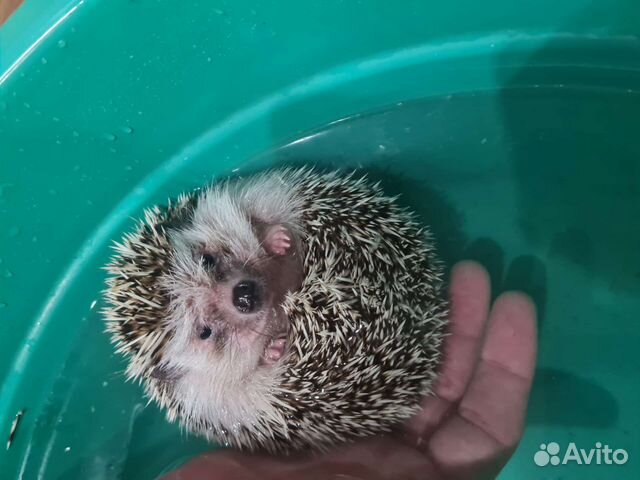 Ежик с клеткой