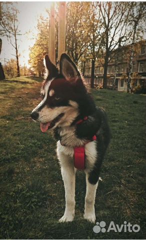 Сибирский хаски