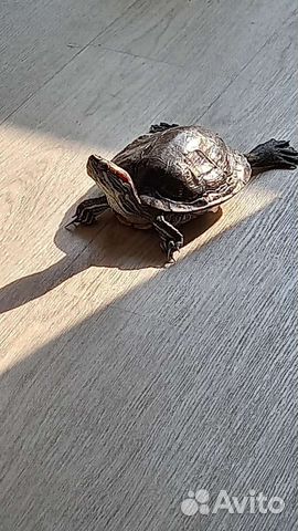 Две красноухие черепахи с аквариумом, фильтром