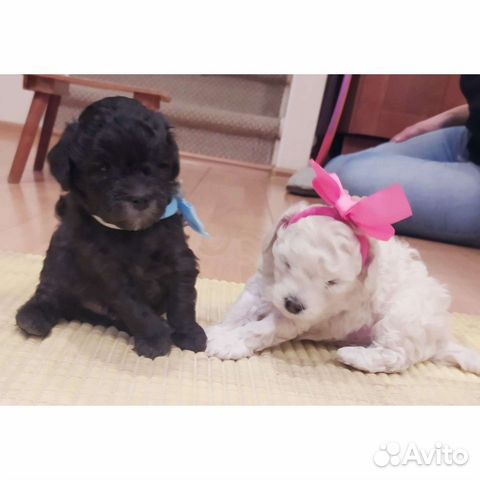 Щенки той пуделя