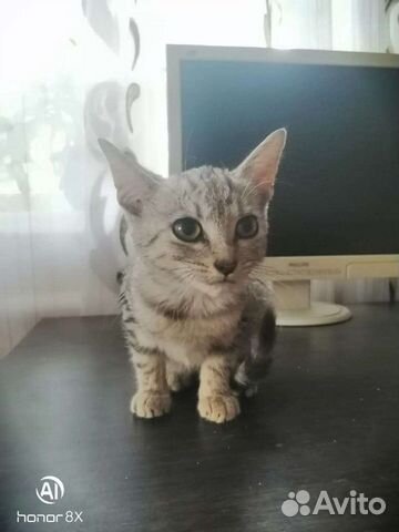 Котенок белый тигр