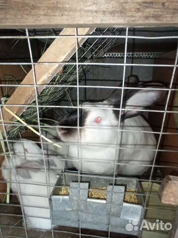 Кролики калифорнийской породы