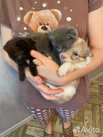 Щенки, котята в добрые руки