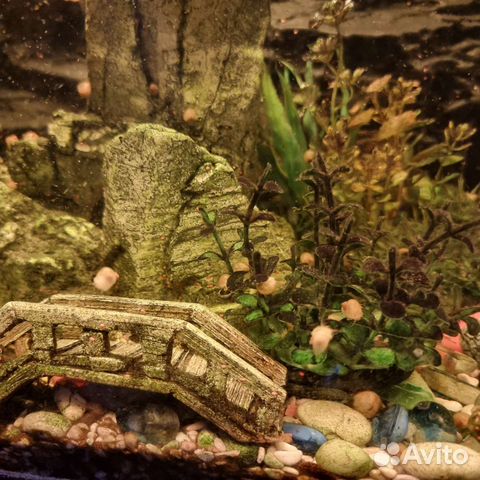 Улитки ампулярии