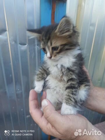 Котята от крысыловки