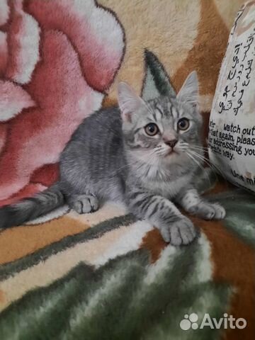 Шотландские котята в дар