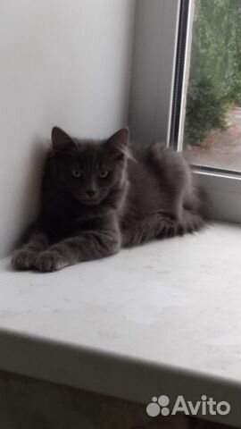 Котики бесплатно в добрые руки