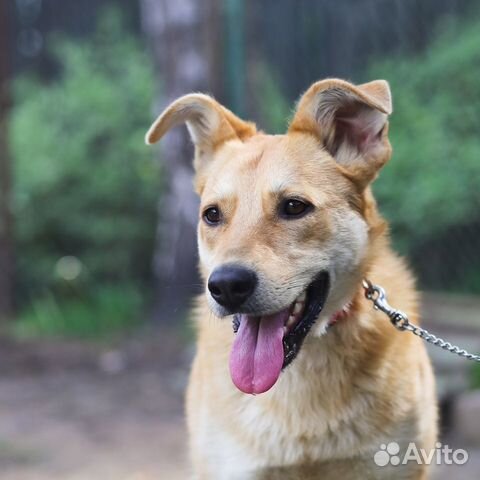 Красивая и яркая, как лисичка с непростой судьбой