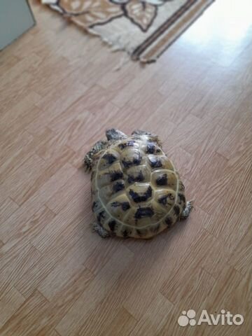 Черепаха сухопутная